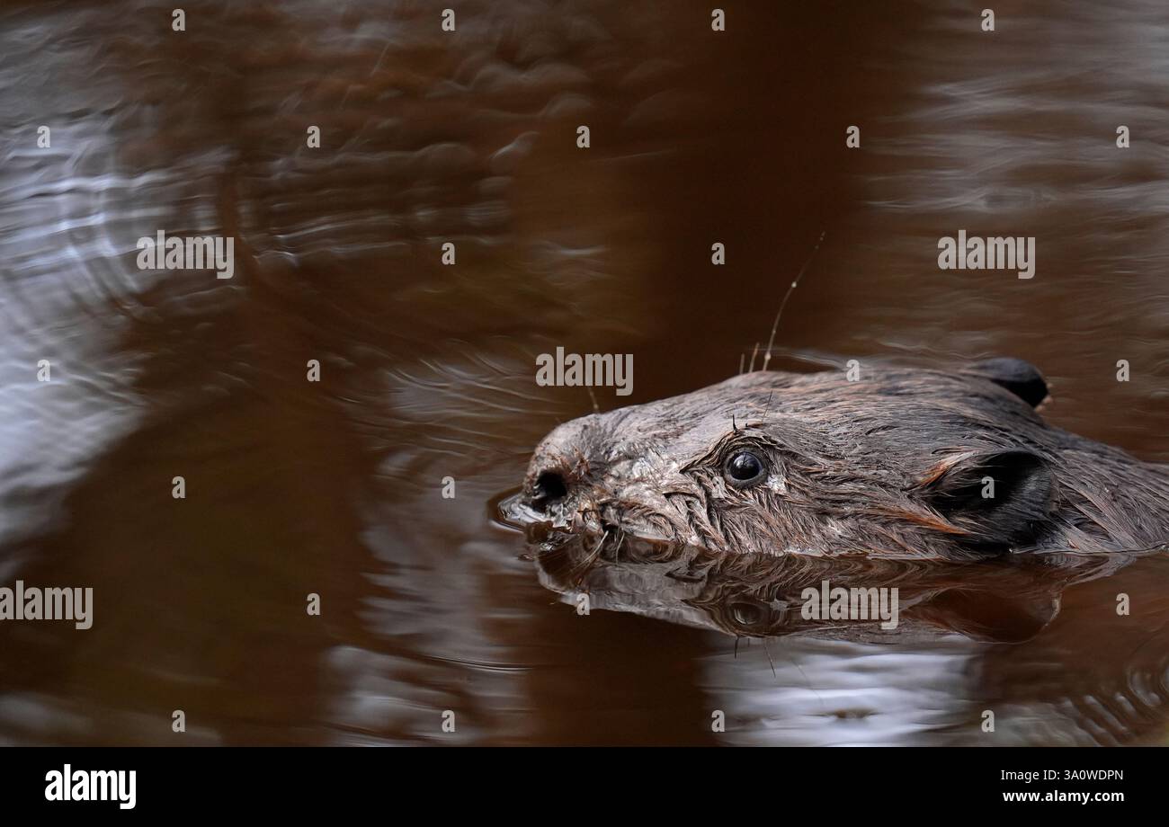 A beaver swims in the water after a licensed release of beavers at ...