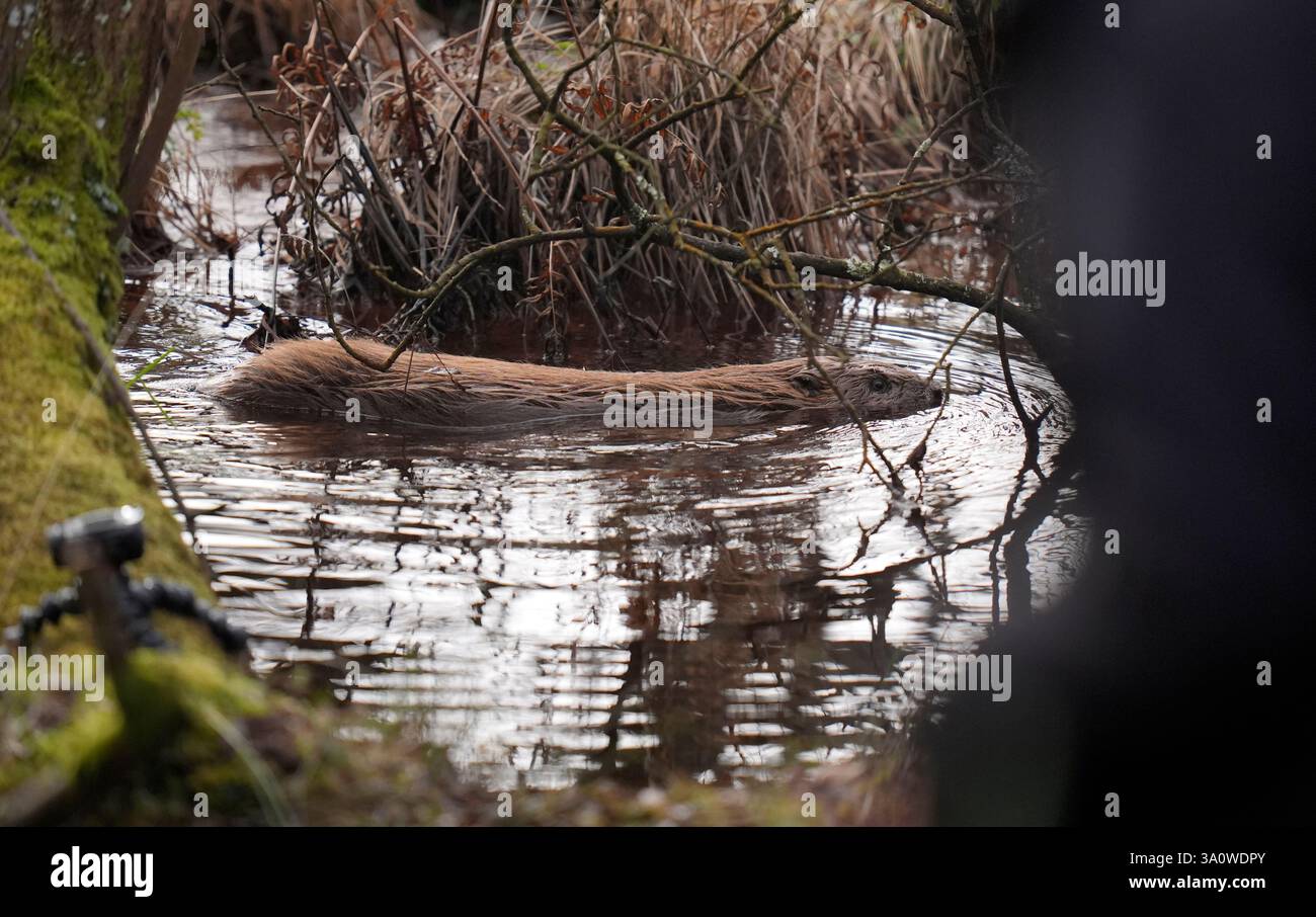 A beaver swims in the water after a licensed release of beavers at ...
