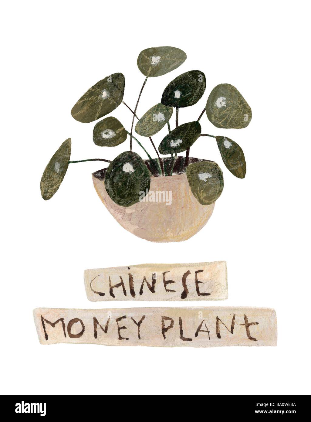 Green Chinese money plant with ceramic pots. Chinese money plant with ...
