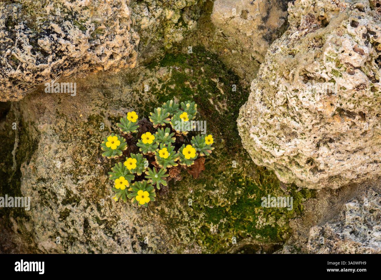 Intimate close up flowering rock plant portrait of Dionysia Aretioides ...