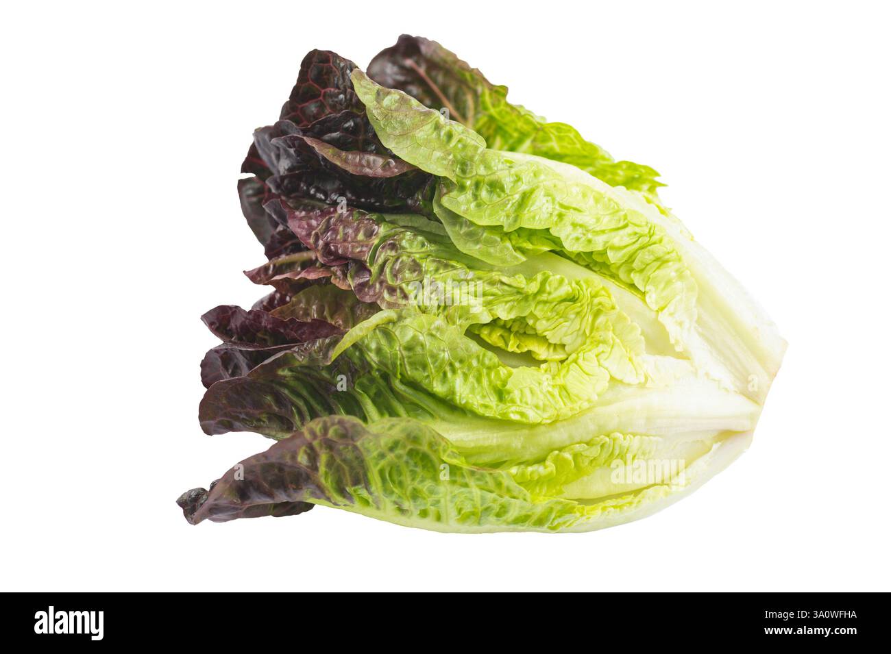 Little gem red lettuce isolated on white background Stock Photo - Alamy