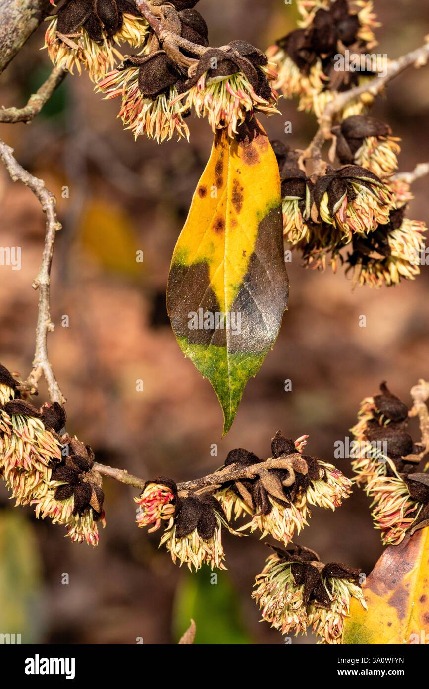 Natural very close up spring catkins of X Sycoparrotia Semidecidua in ...