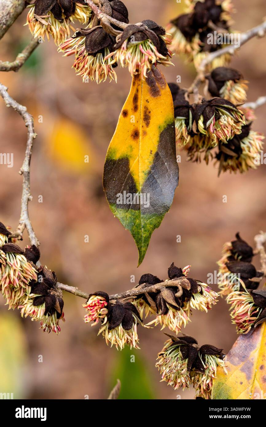 Natural very close up spring catkins of X Sycoparrotia Semidecidua in ...