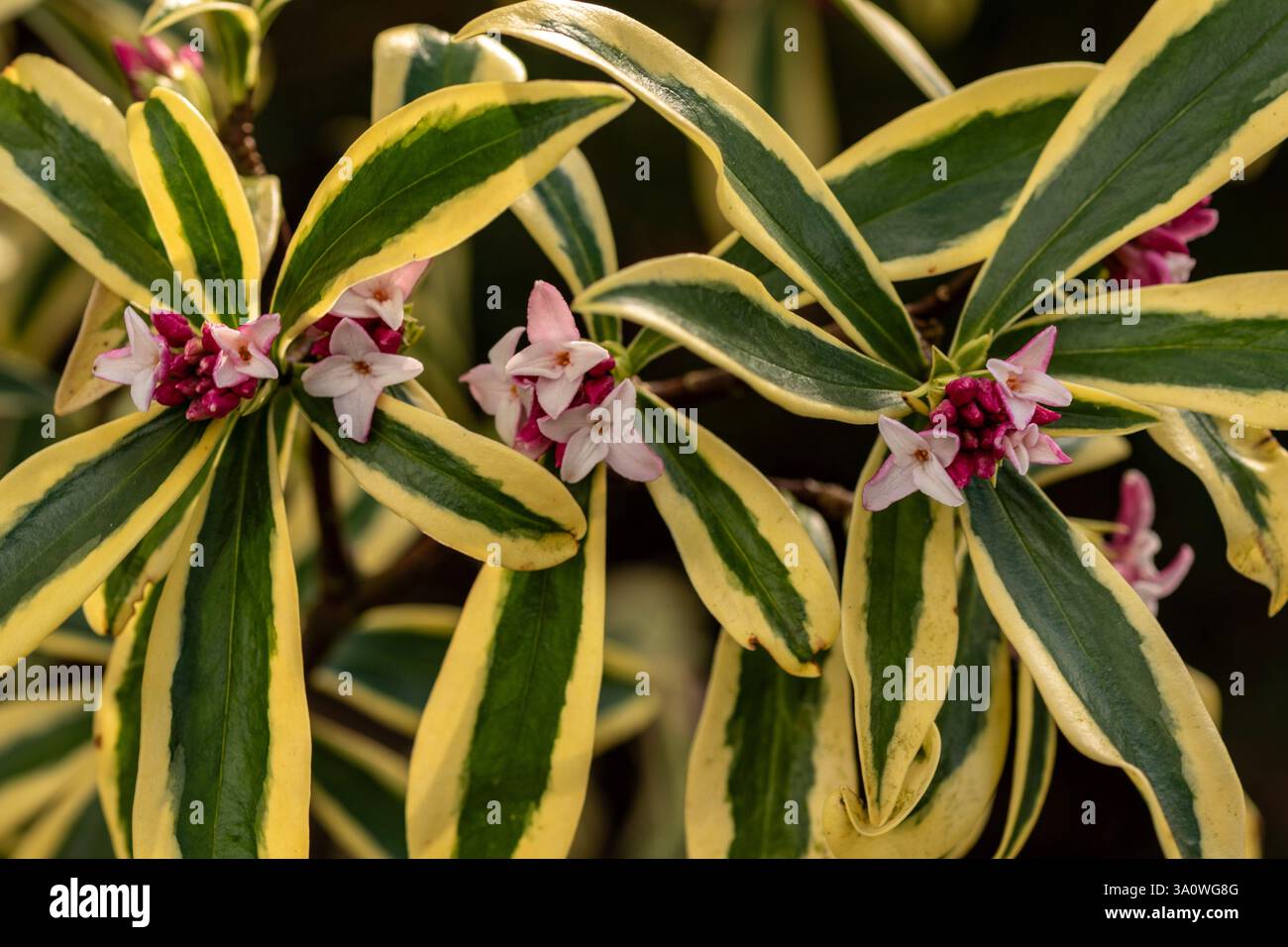 Natural close up flowering plant portrait of the stunning, variegated ...