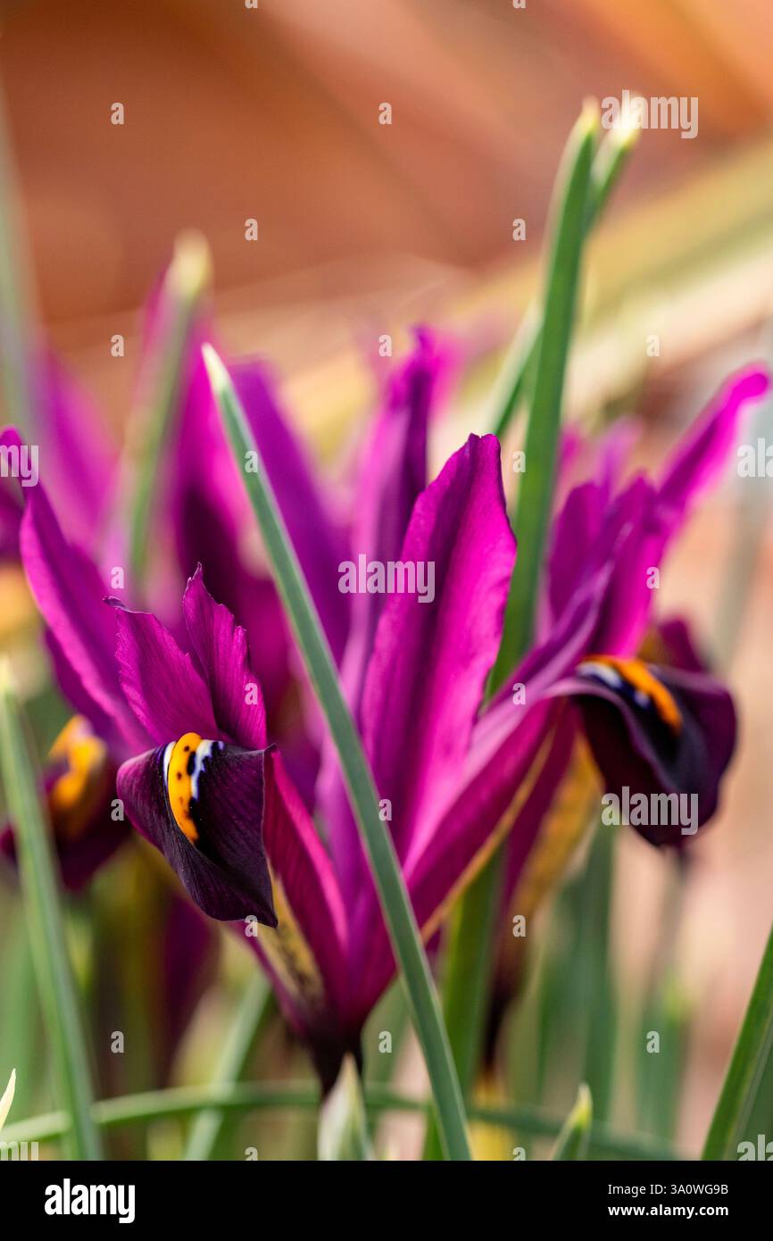 Lovely little Iris Histrioides blooming in soft spring sunshine ...