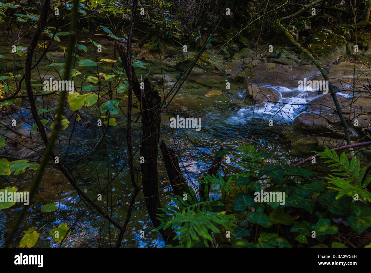 lush forest scene centered around a flowing stream Stock Photo - Alamy