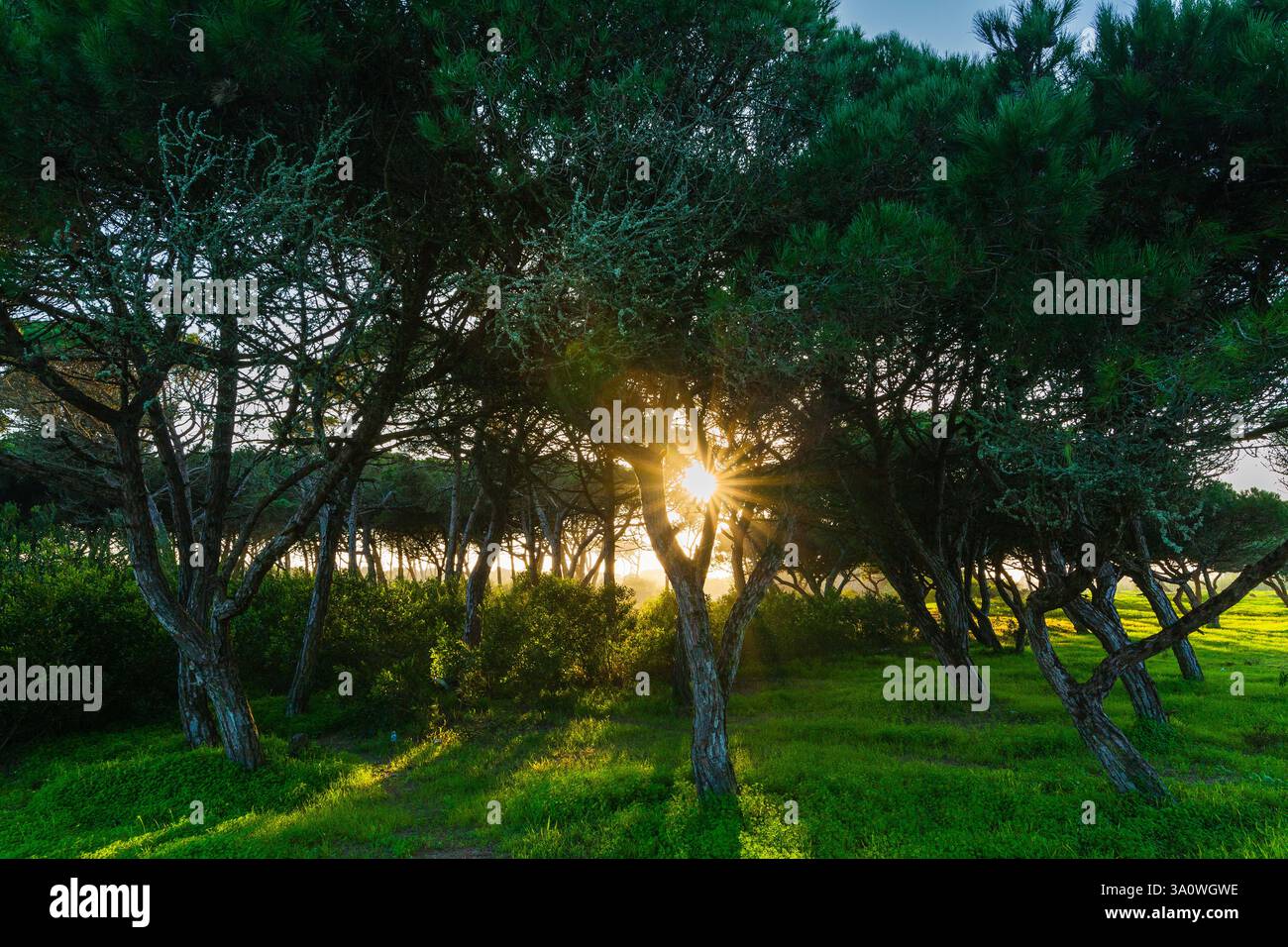 sun setting through a dense forest of pine trees, casting a warm ...