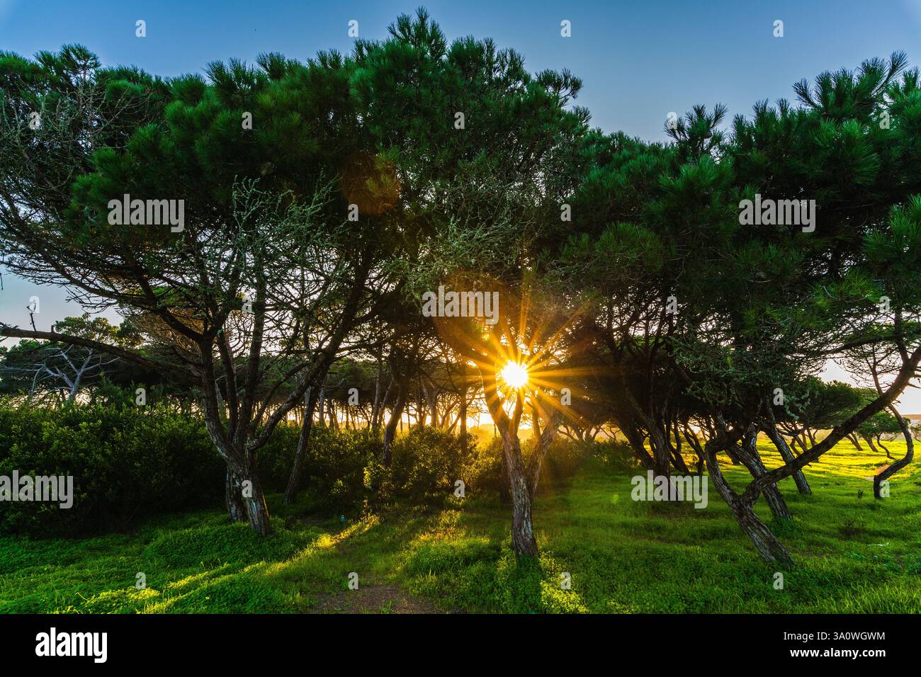 sun setting through a dense forest of pine trees, casting a warm ...