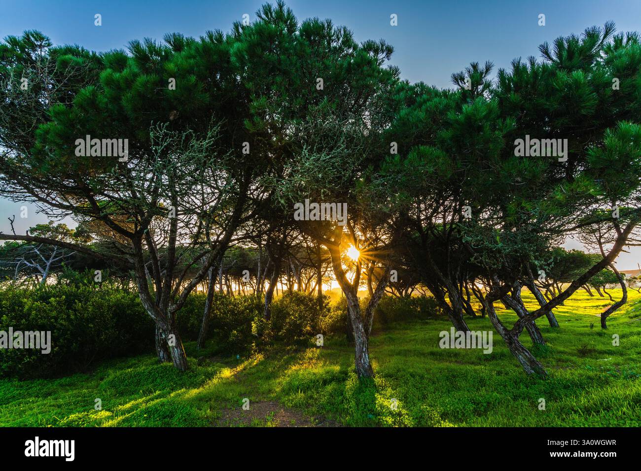 sun setting through a dense forest of pine trees, casting a warm ...