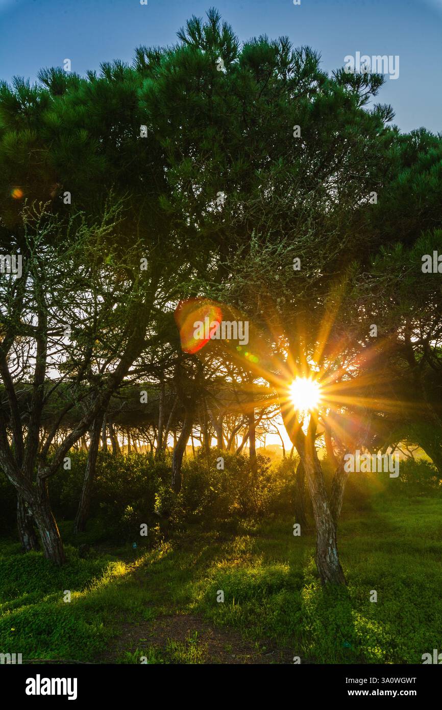 sun setting through a dense forest of pine trees, casting a warm ...