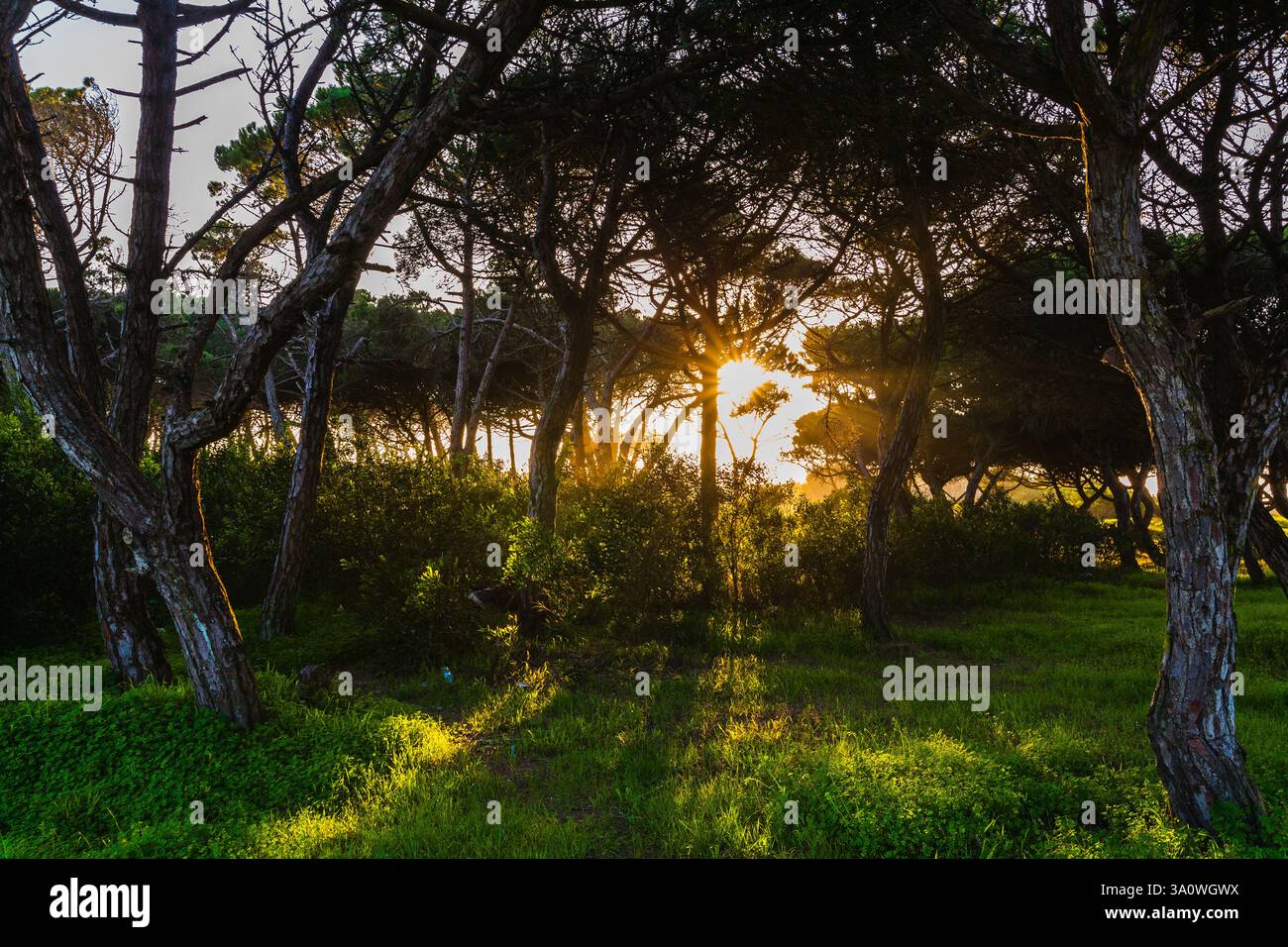 sun setting through a dense forest of pine trees, casting a warm ...