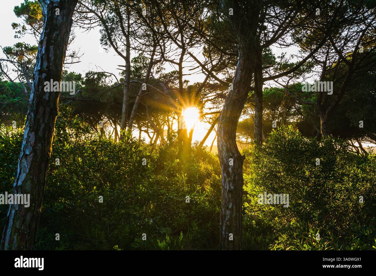 sun setting through a dense forest of pine trees, casting a warm ...