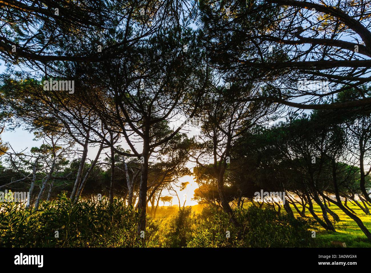 sun setting through a dense forest of pine trees, casting a warm ...