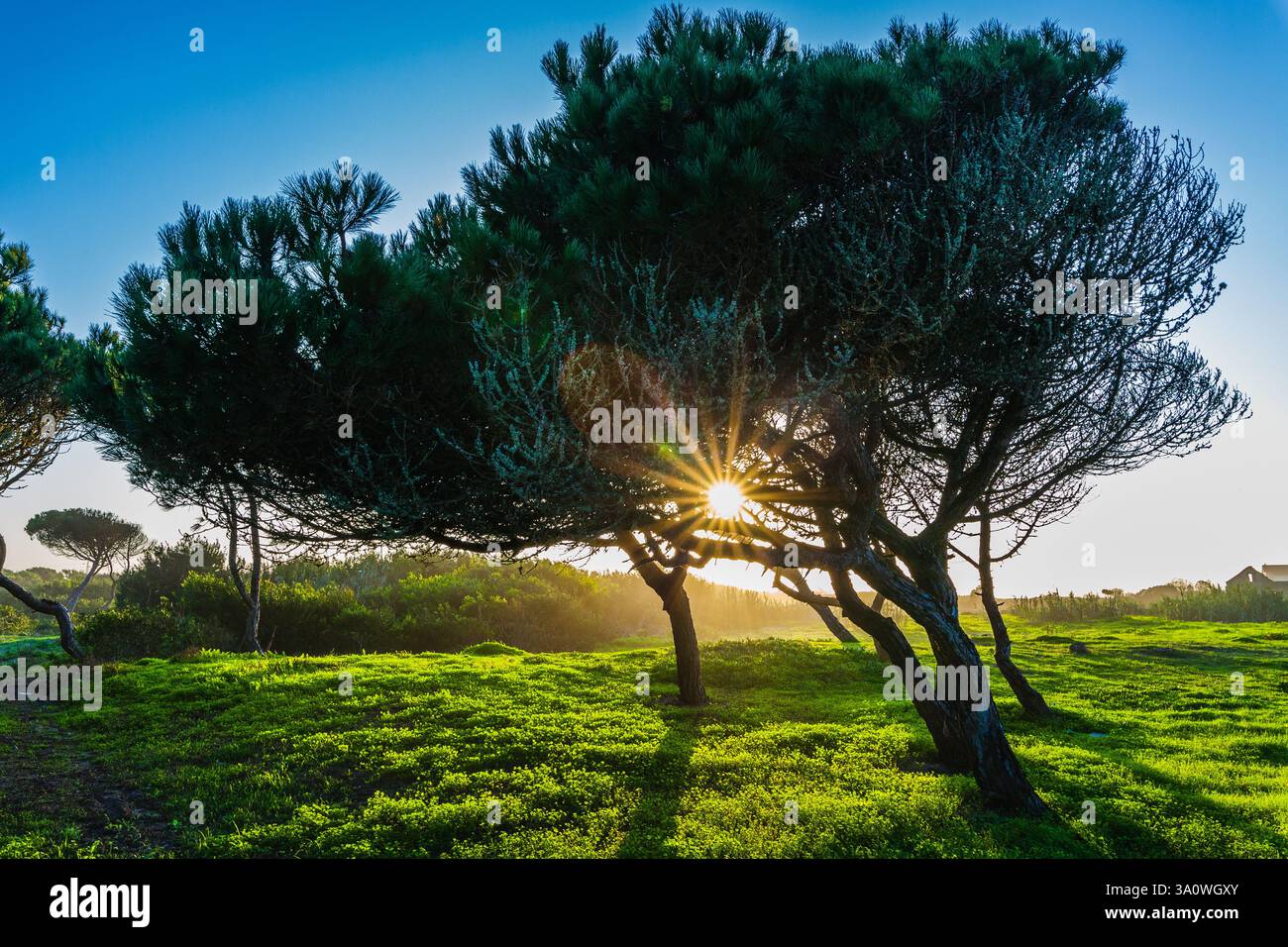 sun setting through a dense forest of pine trees, casting a warm ...
