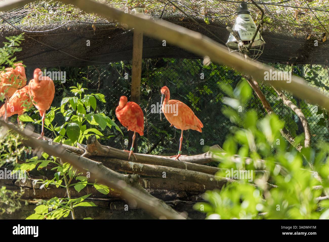 Red ibis in the zoo Maksimir in the city of Zagreb, Croatia Stock Photo ...