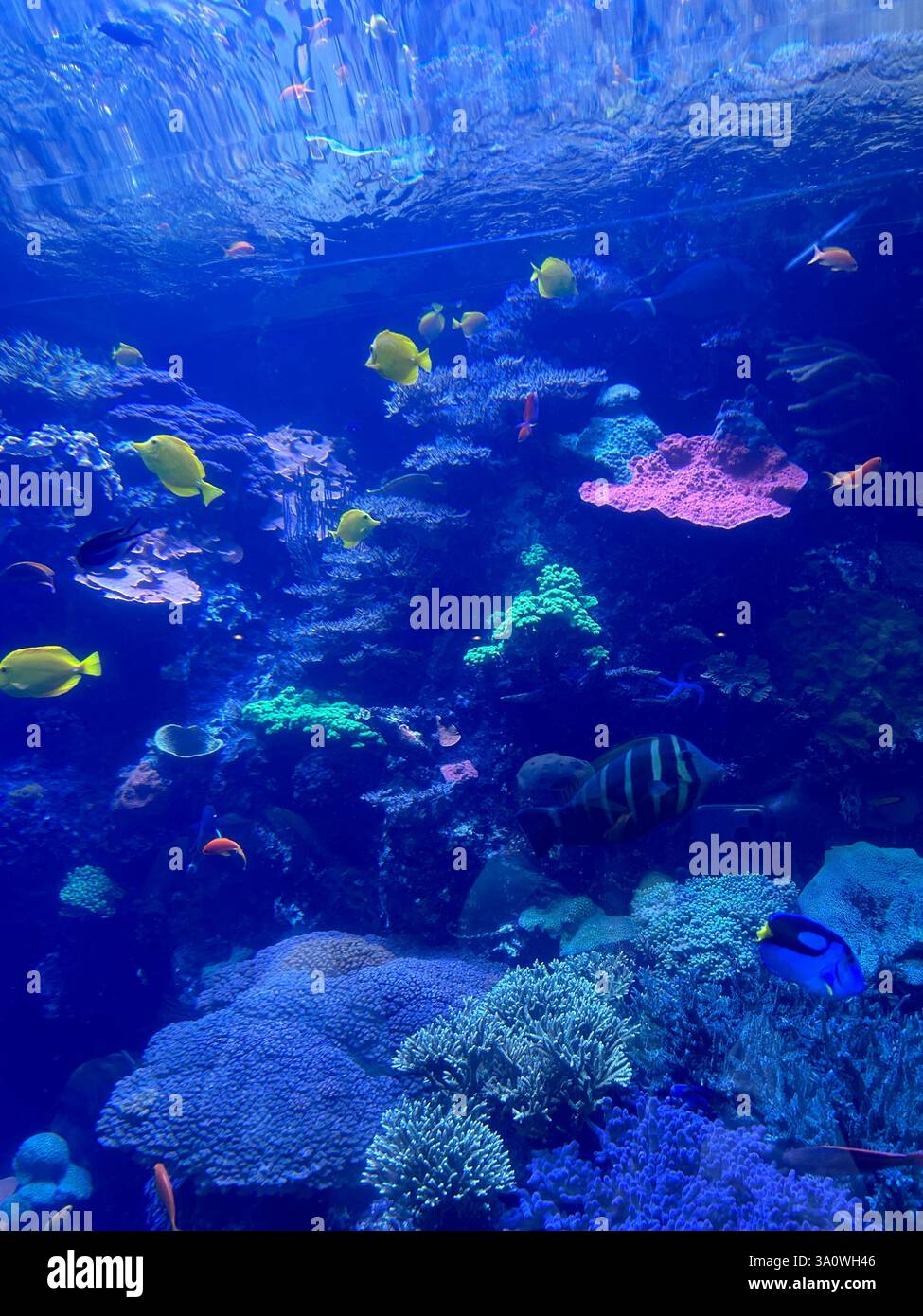A group of exotic sea fish in the purple water oceanarium indoors ...