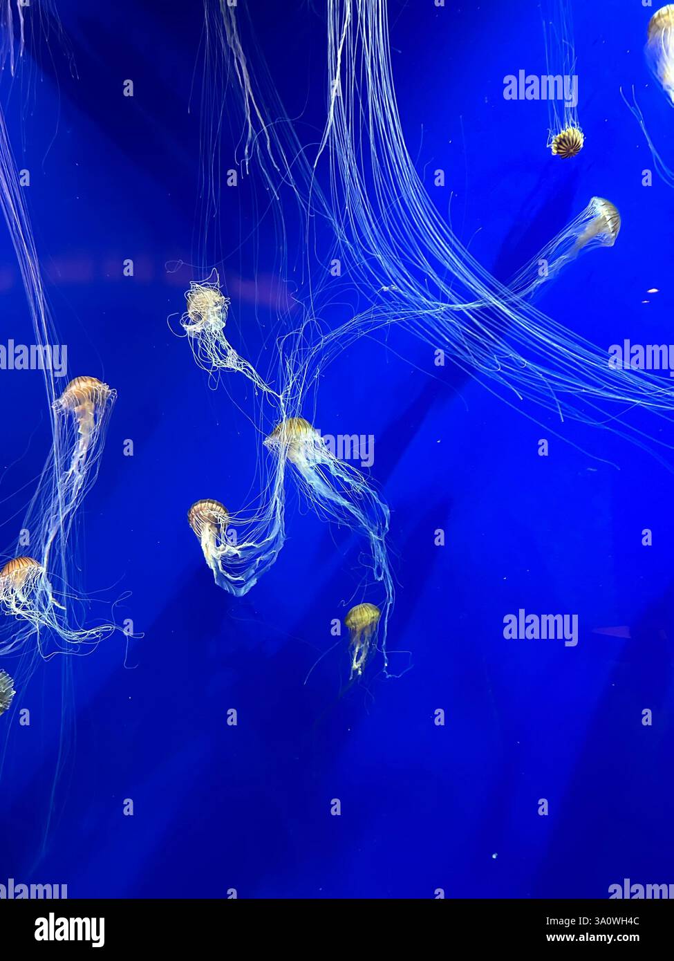 A group of beautiful yellow, orange jellyfish with long thin tails ...