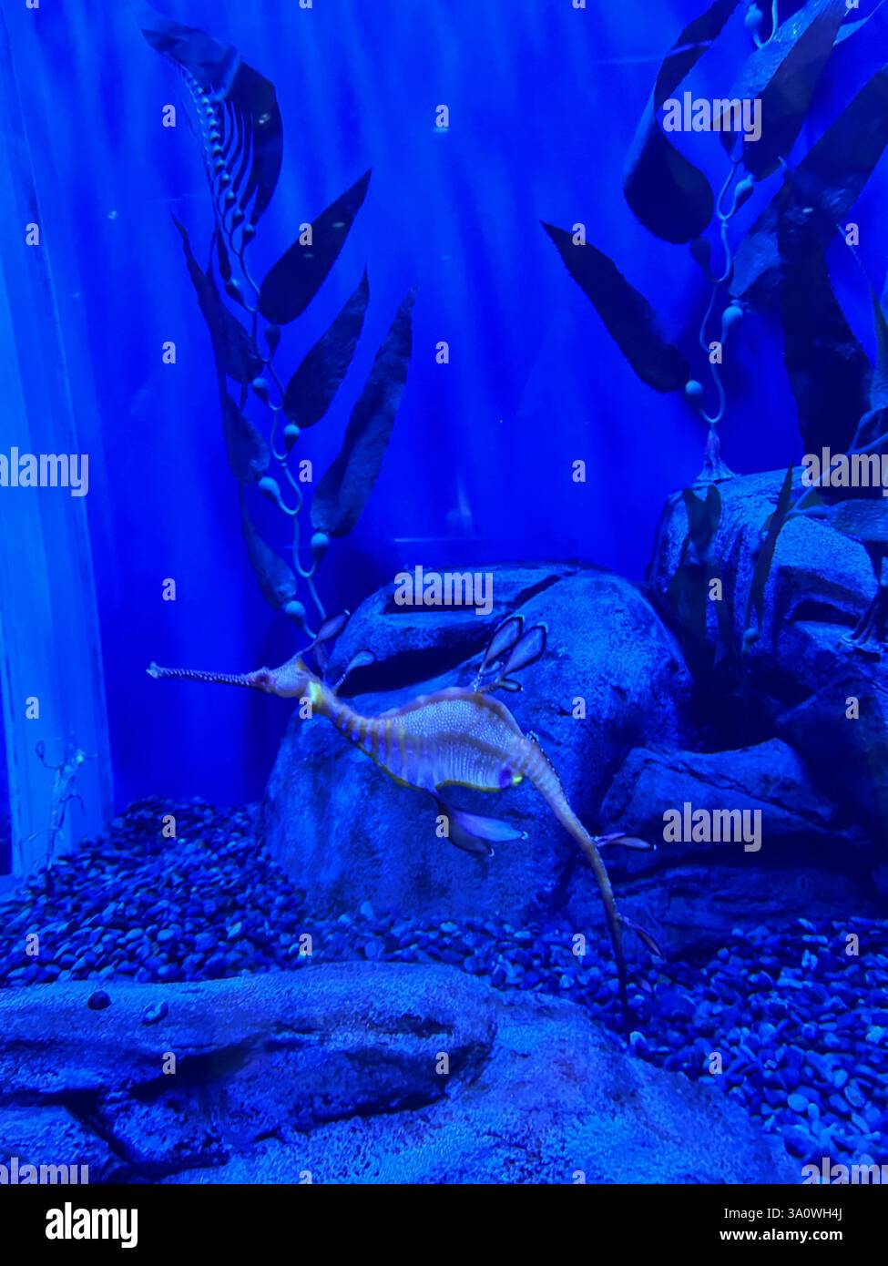 A group of beautiful yellow, orange jellyfish with long thin tails ...