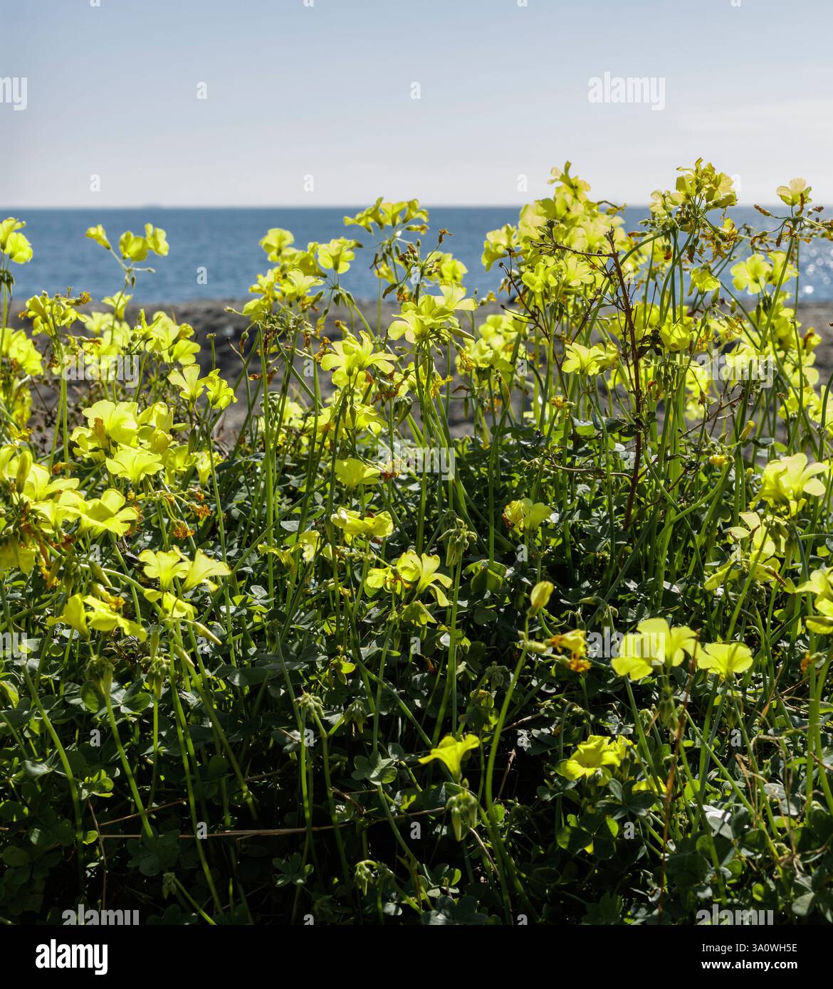 Cogoleto, Italy - March 4, 2025: Yellow flowers on the waterfront ...