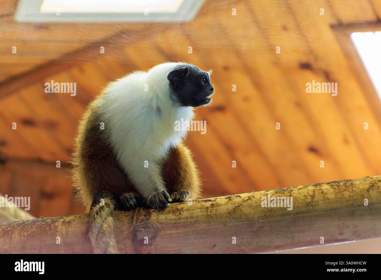 A closeup of a pied tamarin sitting on a branch of a tree inside a zoo ...