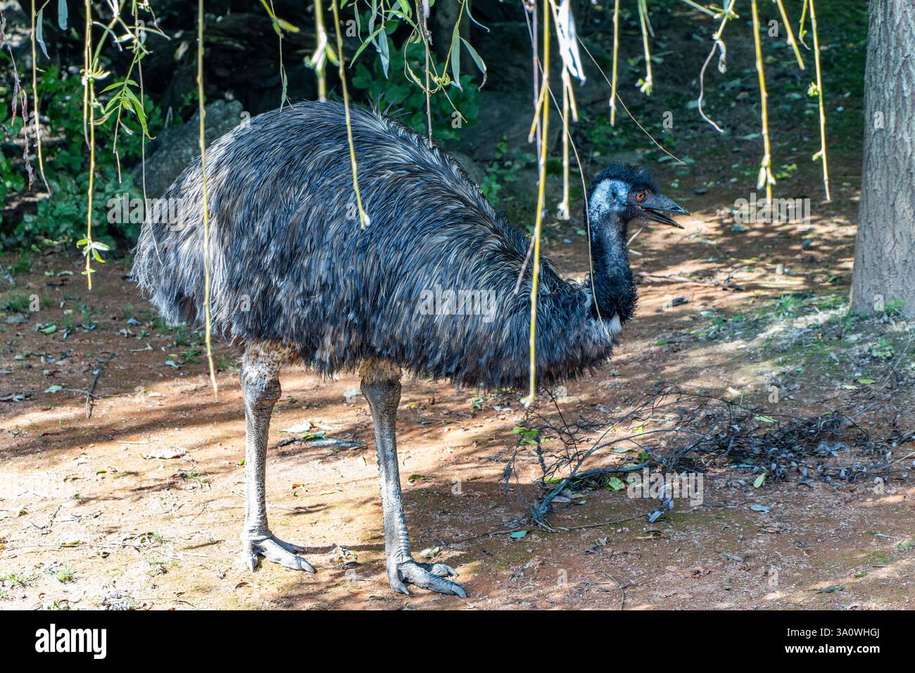 Emu (Dromaius novaehollandiae). In Zagreb Zoo, Croatia Stock Photo - Alamy