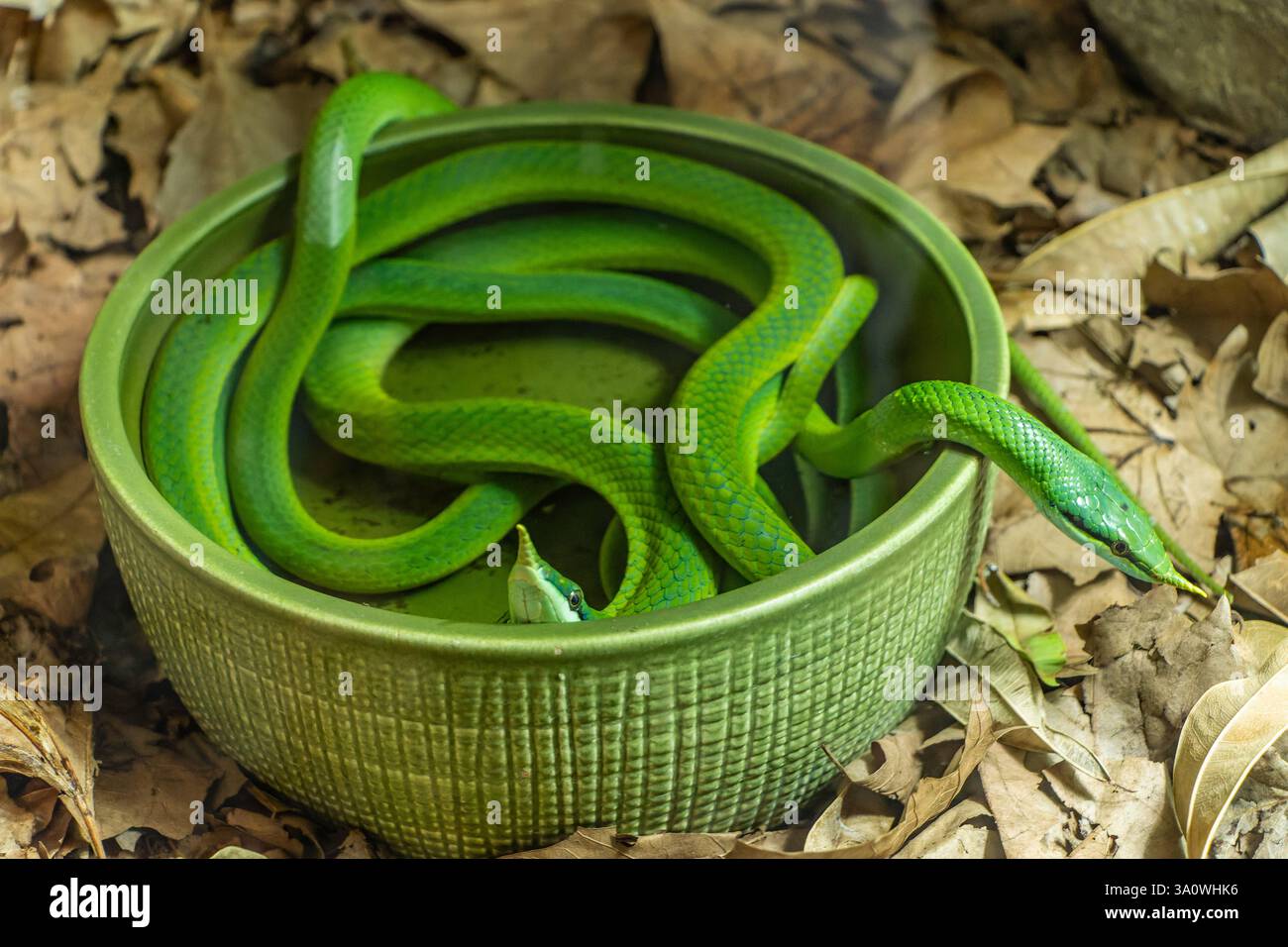 Trimeresurus albolabris in Zagreb ZOO. Trimeresurus albolabris, the ...