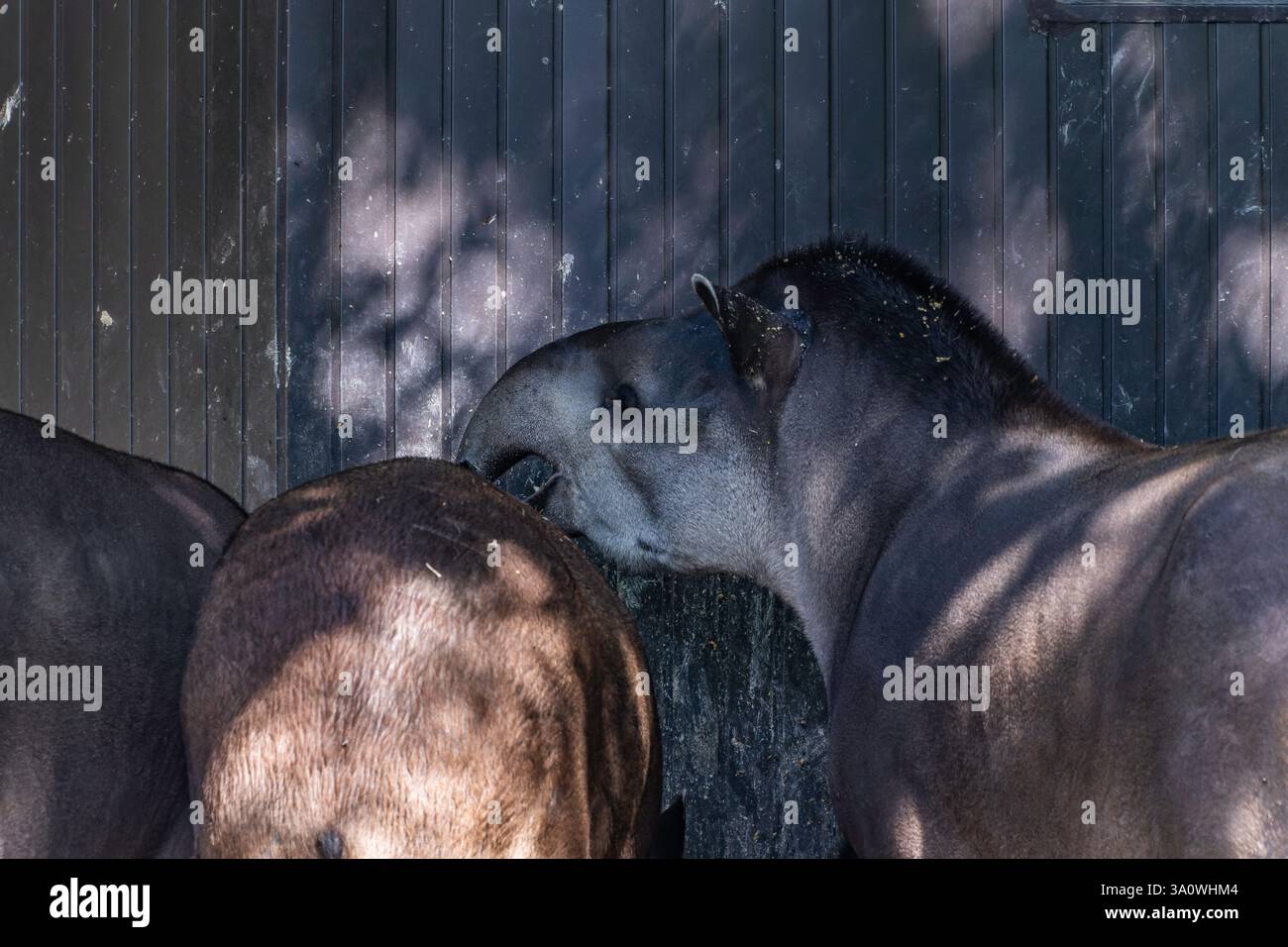 Lowland Tapir (Tapirus terrestris) showing tongue or South American ...