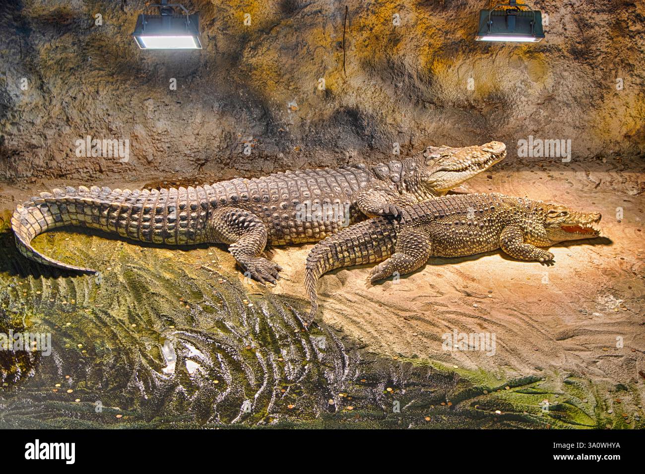 Two Nile crocodiles (Crocodylus niloticus) lie together. In Zagreb Zoo ...