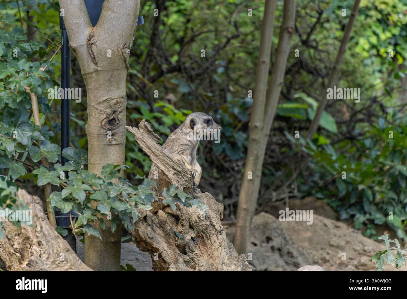 The Meerkats (Suricata suricatta), Merkat, Suricato or Surikata at the ...