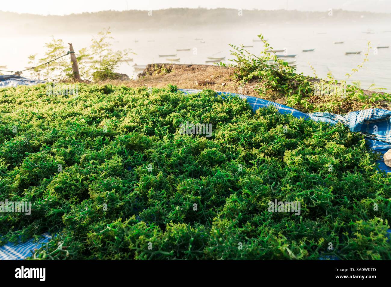 Seaweed for drying on Lembongan island in Indonesia. Algae farming ...
