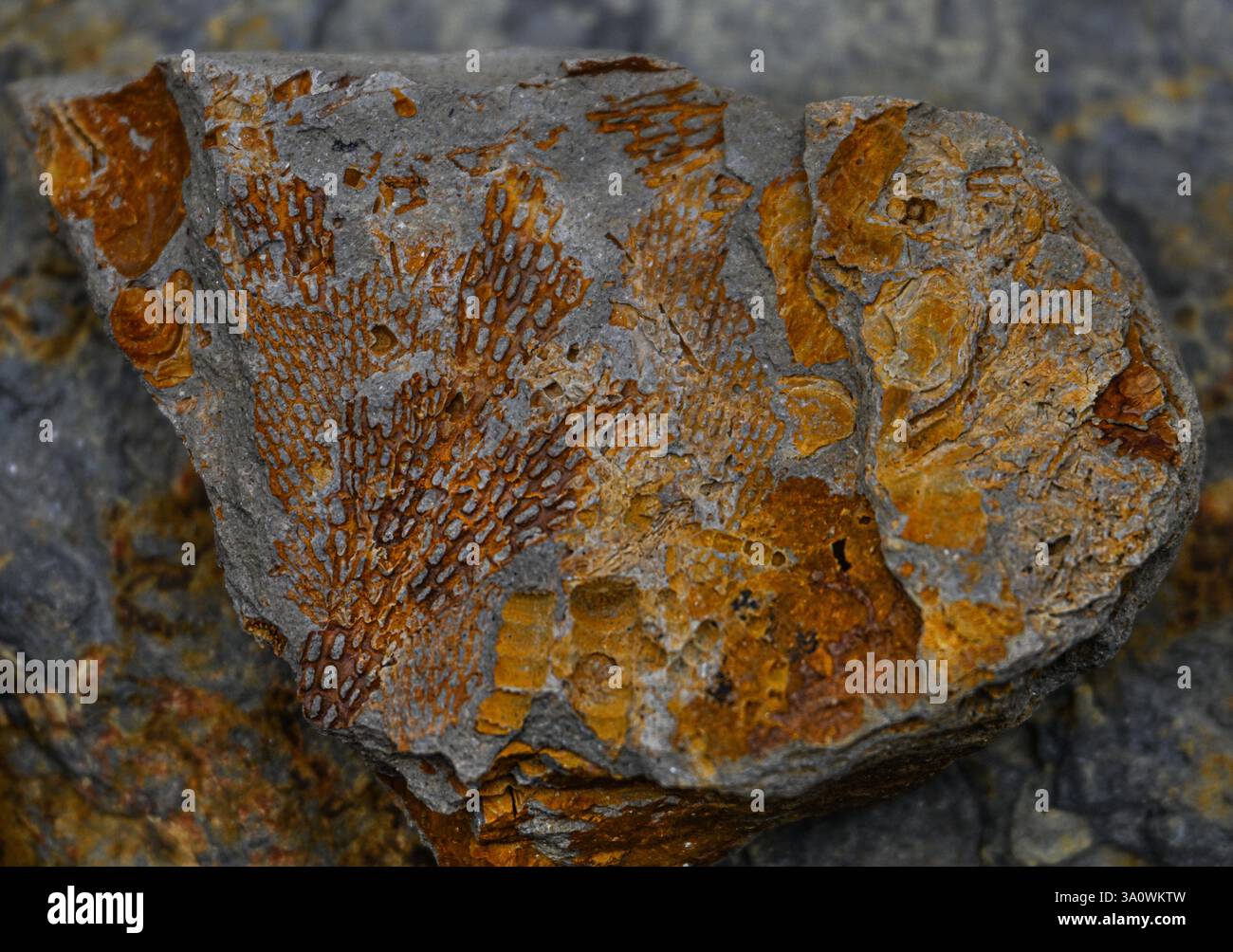 Ancient Fossil Discovery in New South Wales Stock Photo - Alamy
