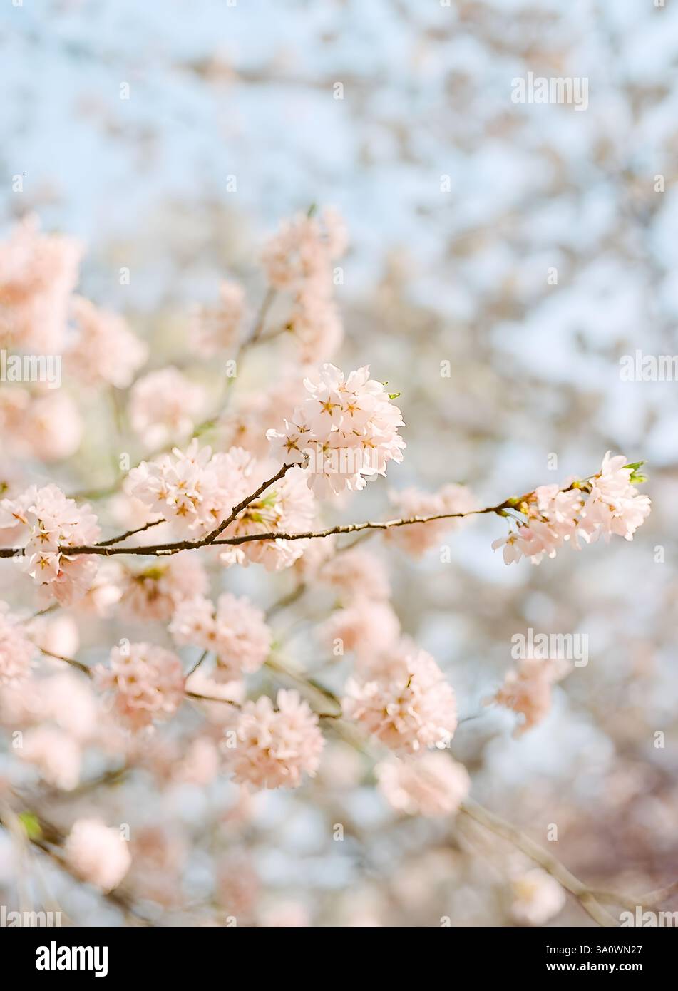 Branches filled with soft pink cherry blossoms burst into bloom ...
