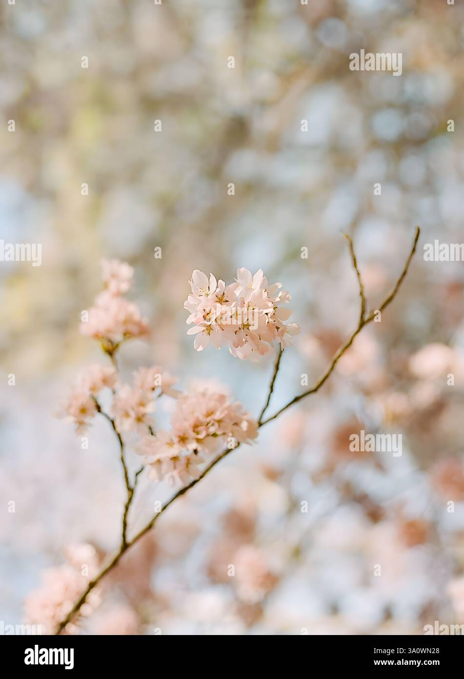 Delicate cherry blossom flowers emerge from slender branches, creating a beautiful display ...