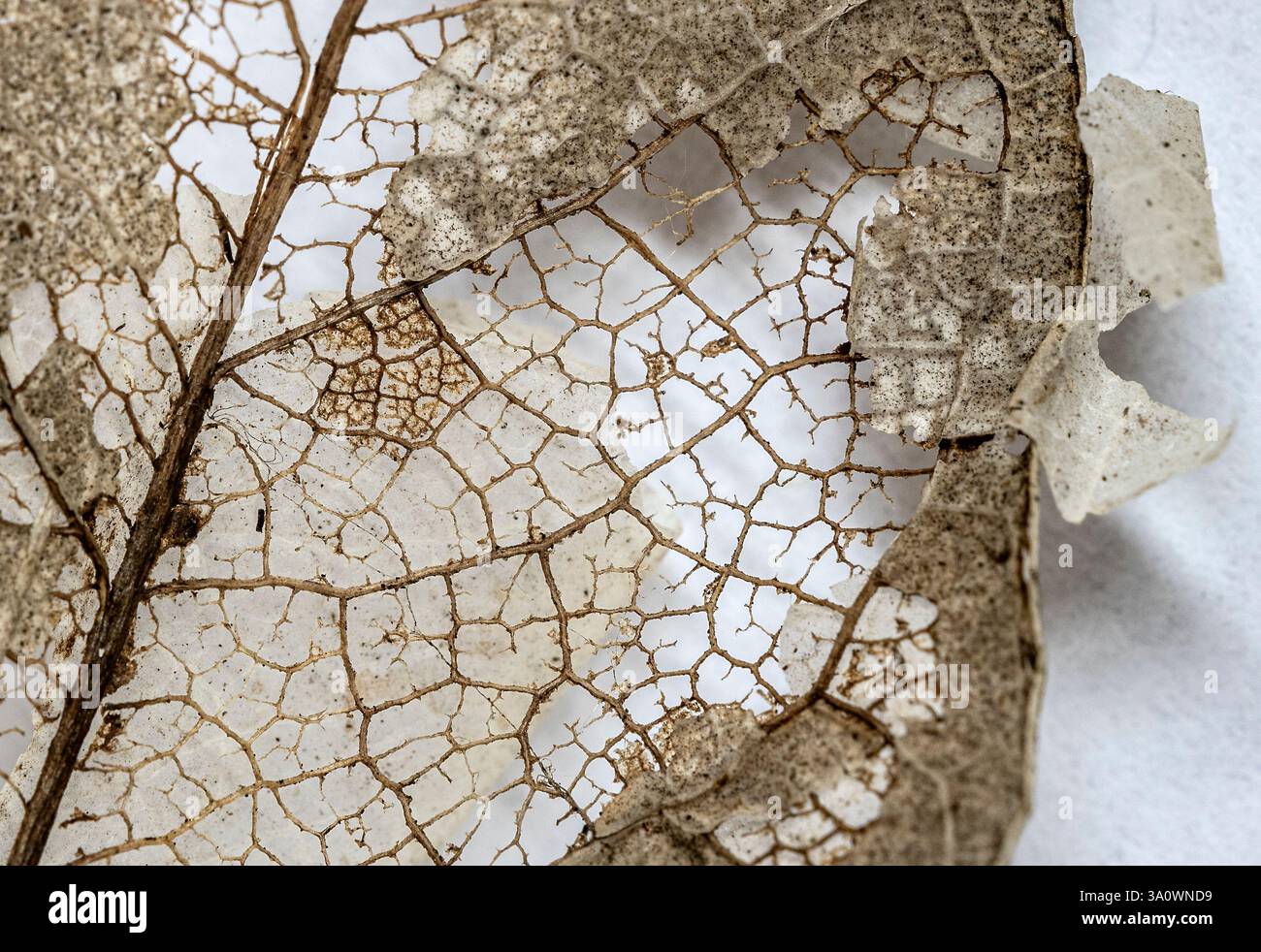 Biological decay hi-res stock photography and images - Alamy