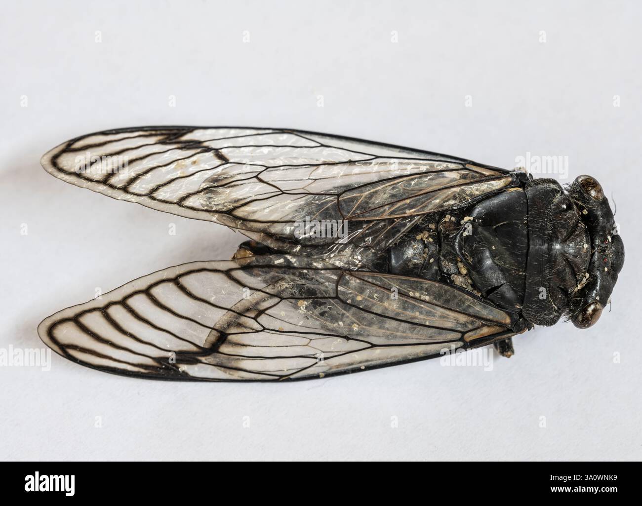 Striking anatomy hi-res stock photography and images - Alamy