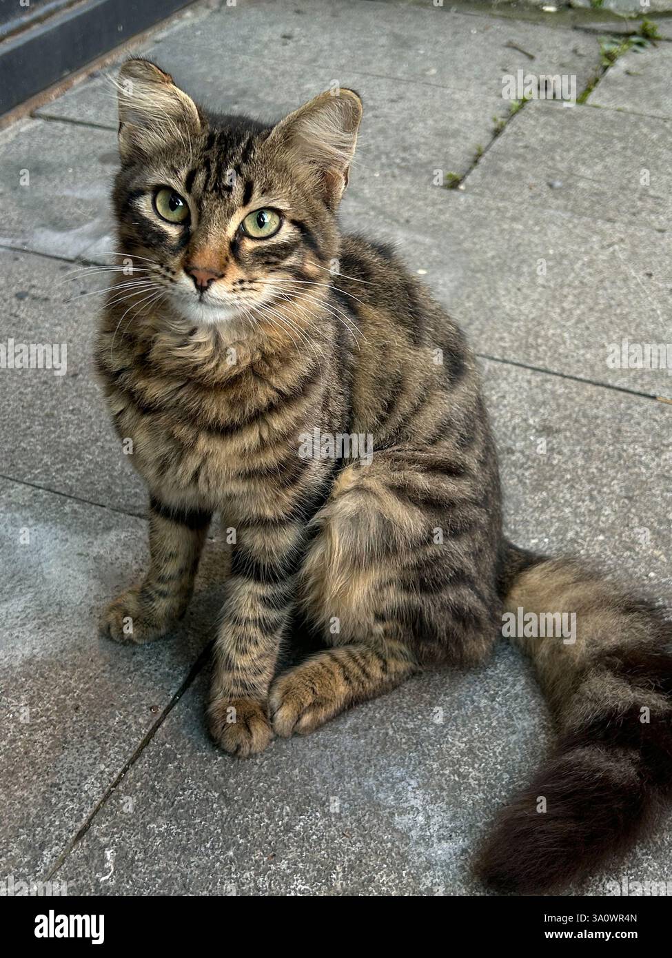 A tabby cat with a fluffy tail, green eyes, and perked-up ears sits on ...