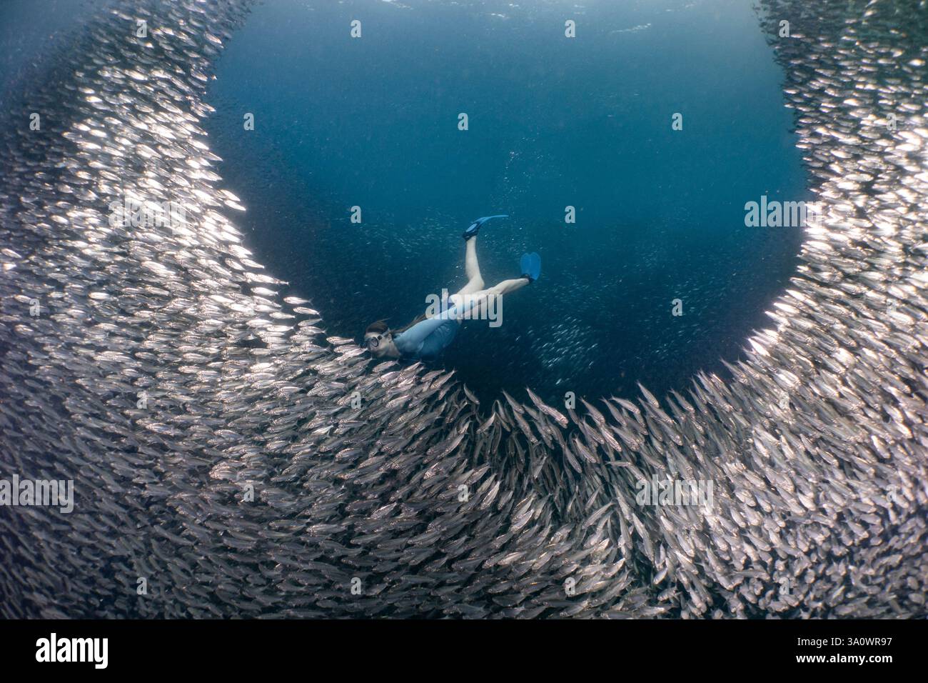 A free diver swimming among thousands of sardines offshore off ...