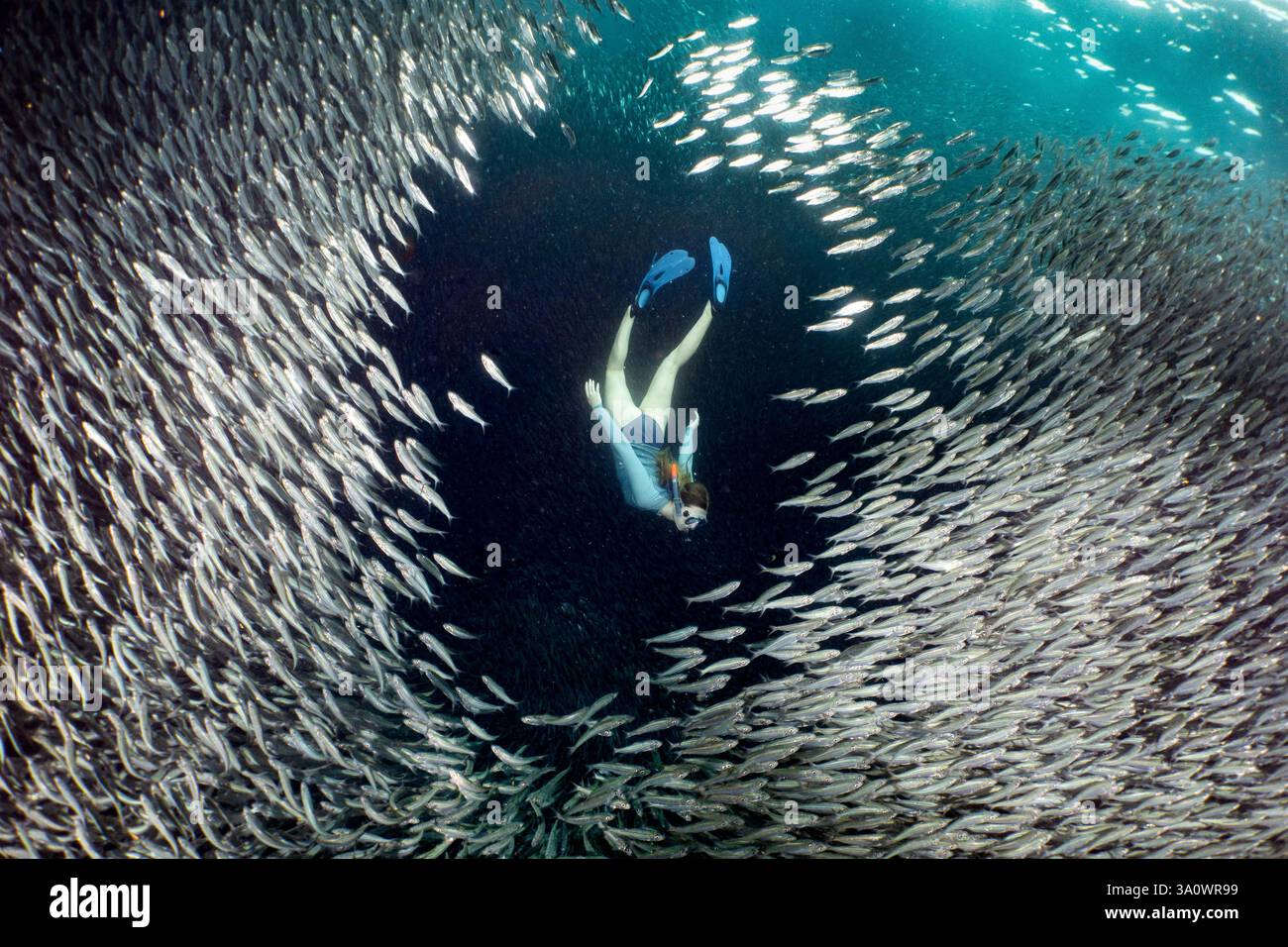 A free diver swimming among thousands of sardines offshore off ...
