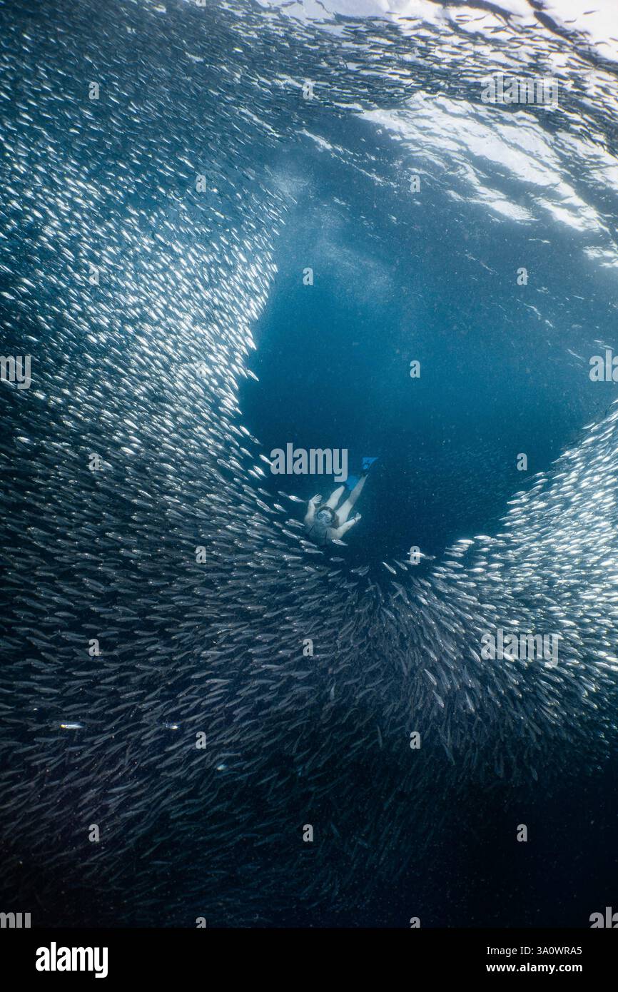 A free diver swimming among thousands of sardines offshore off ...
