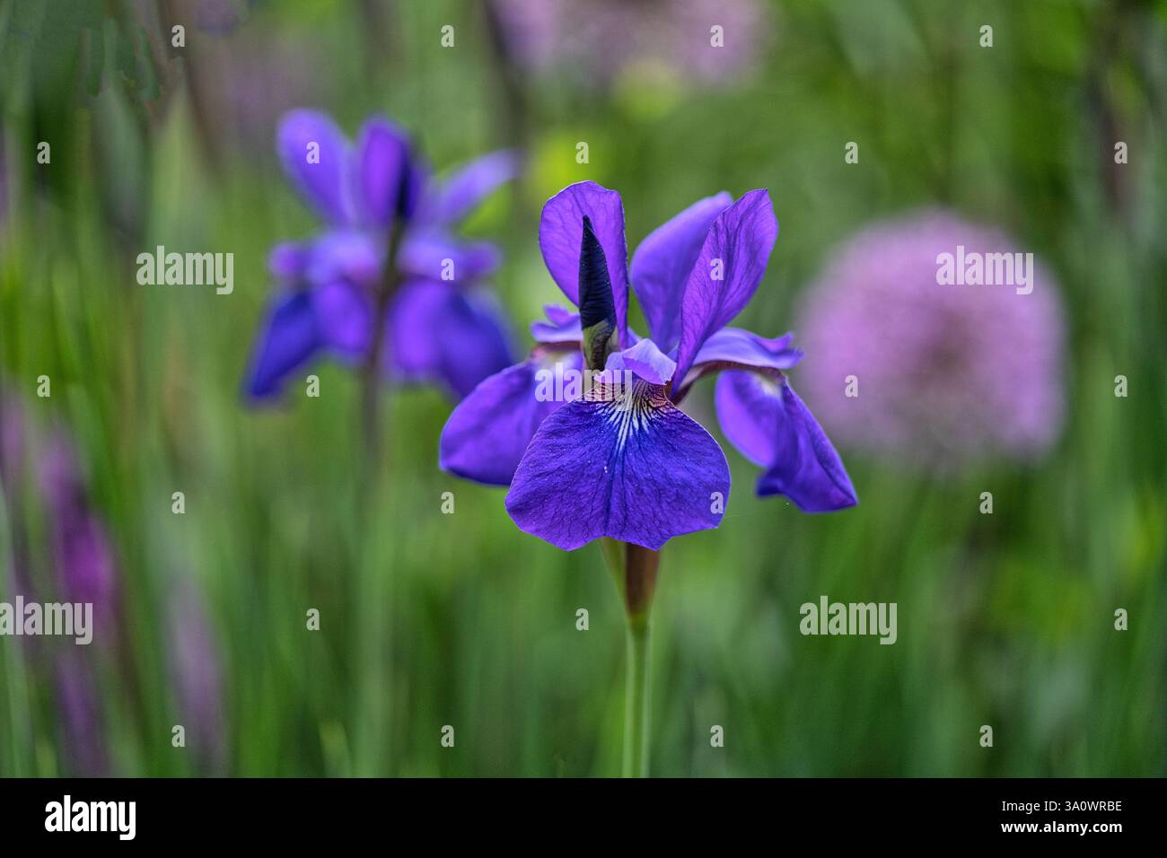 Iris xiphium, commonly known as the Spanish iris Stock Photo - Alamy