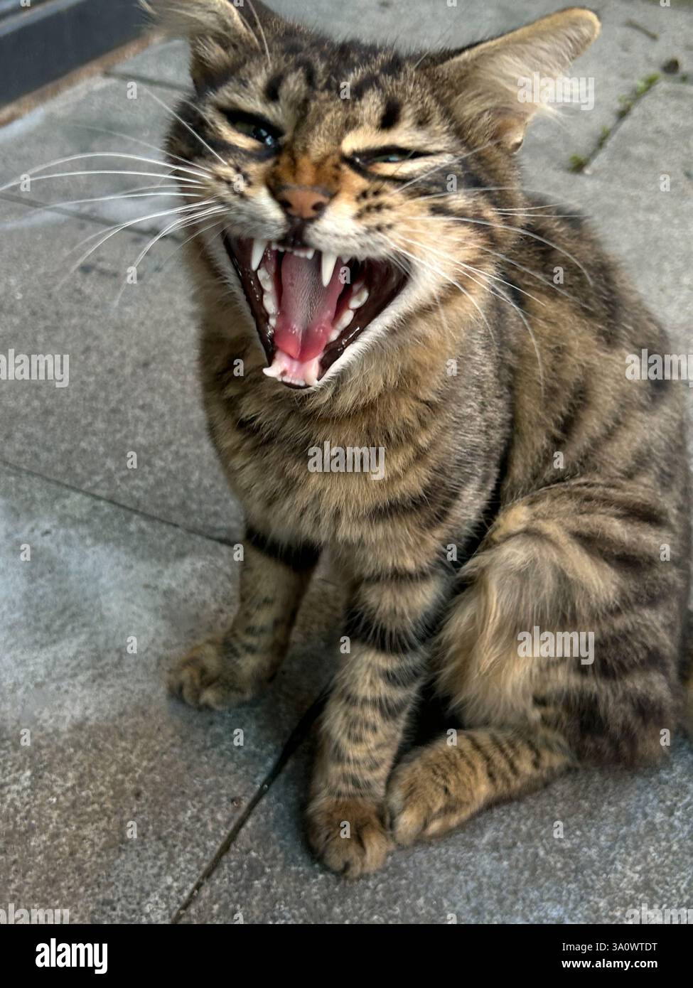 A close-up of a tabby cat with an open mouth, showing sharp teeth and a ...