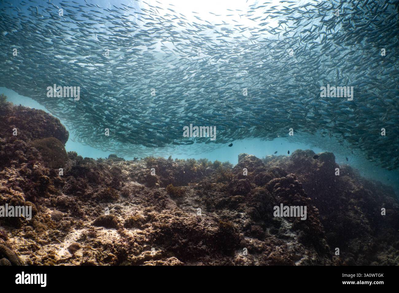 Philippines. 27th Feb, 2025. Sardine Run on a reef in Moalboal, Cebu ...