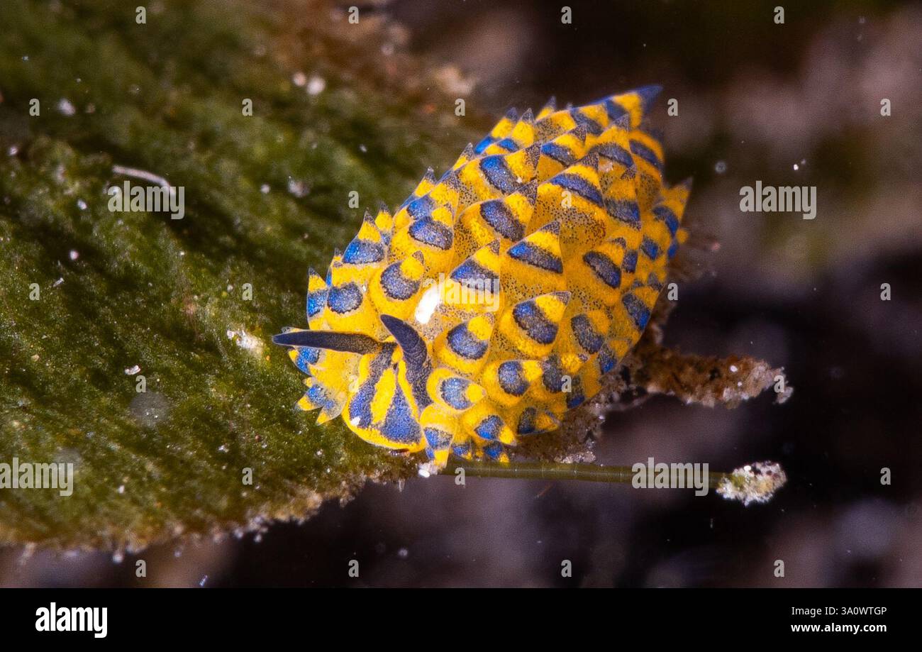 Philippines. 22nd Feb, 2025. Nudibranch Costasiella sp. (Stiliger ...