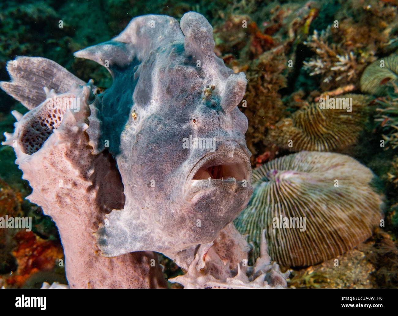 Philippines. 21st Feb, 2025. A Frog Fish on a reef in Dauin, Negros ...