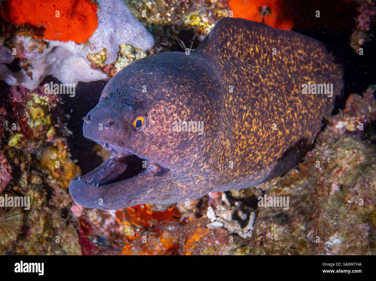 Philippines. 21st Feb, 2025. A Giant Moray Eel on a reef in Dauin ...