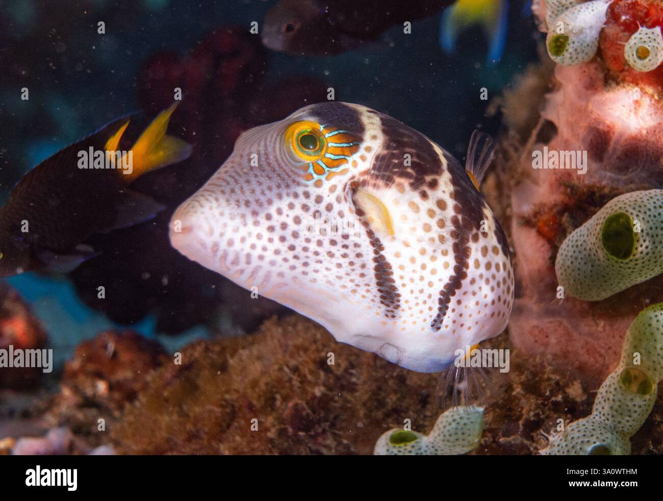 Philippines. 22nd Feb, 2025. Bennett's Sharpnose Puffer, Canthigaster ...