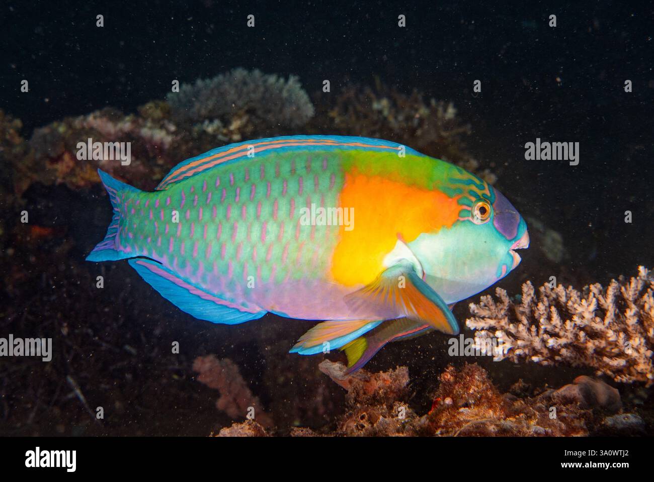Parrot Fish Chlorurus bowersi on a reef in Dauin, Negros, Philippines ...