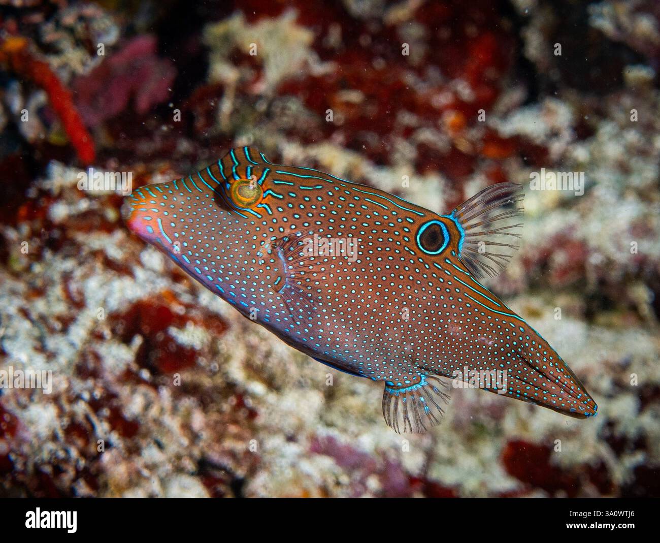 Philippines. 24th Feb, 2025. Bennett's Sharpnose Puffer, Canthigaster ...