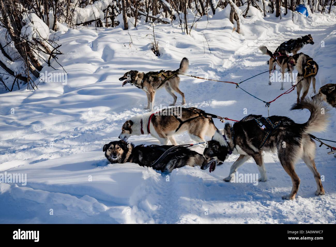 Alaskan dog sledding Stock Photo - Alamy