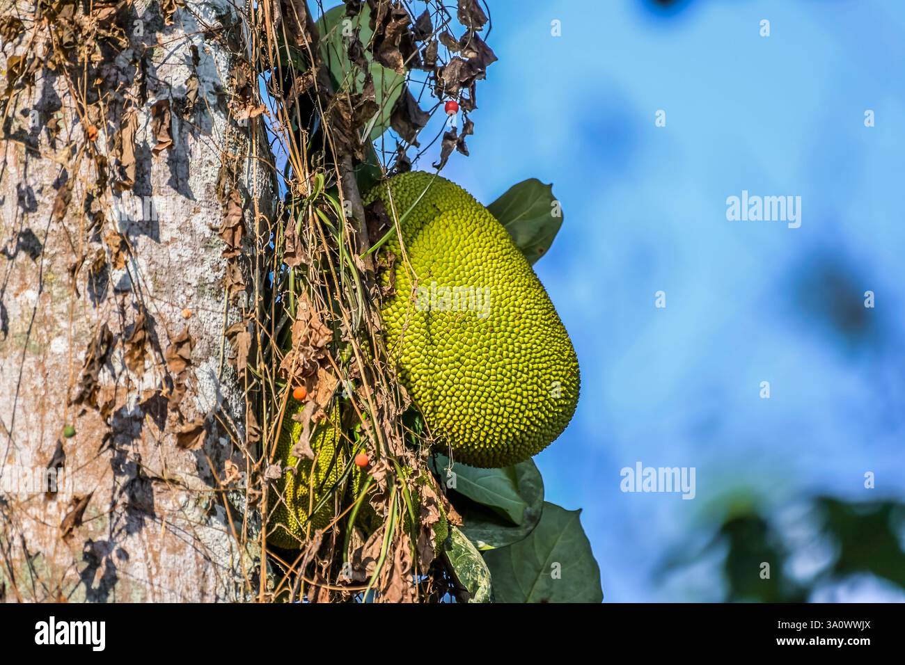 Organic Jackfruit or jack fruit hanging from tree Kerala Stock Photo - Alamy